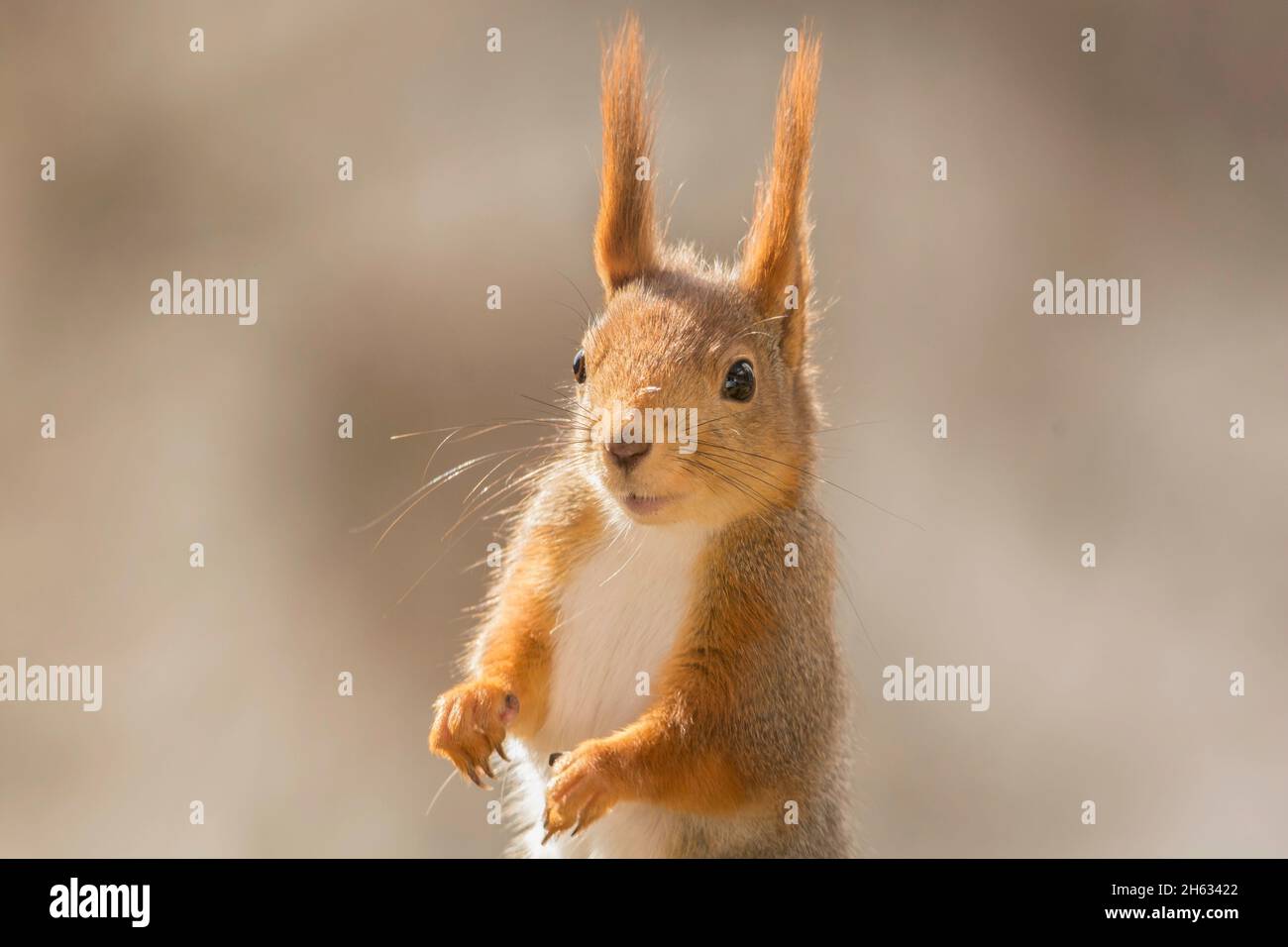 Squirrel looking at me hi-res stock photography and images - Alamy