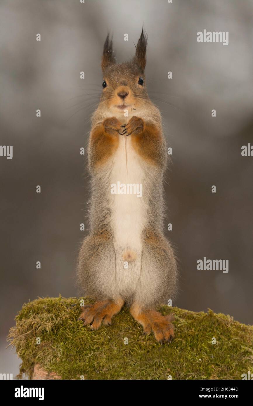 Red squirrel standing on rock with moss hi-res stock photography and ...