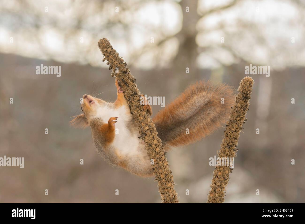 Hanging Mouth High Resolution Stock Photography and Images - Alamy