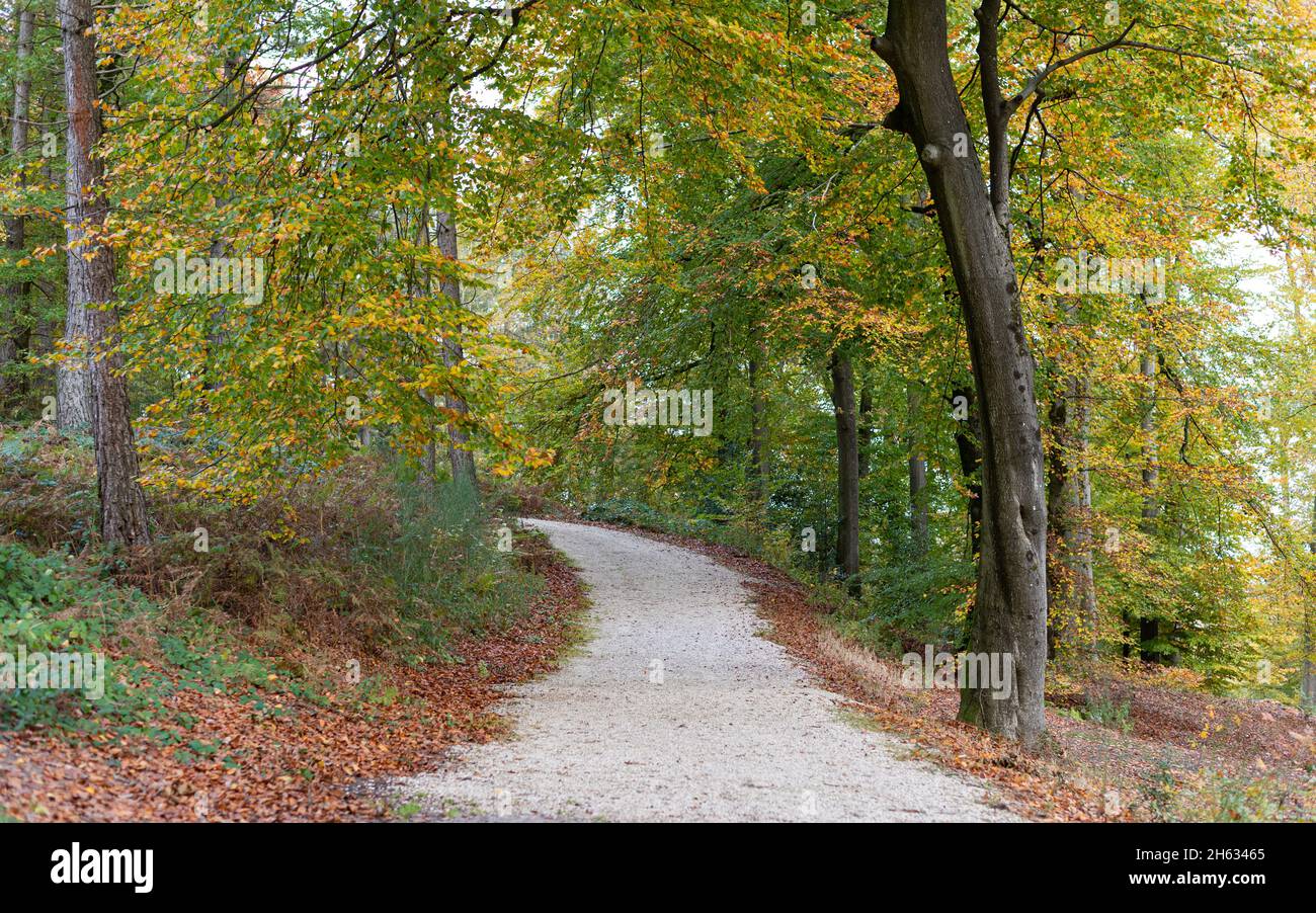 White gravel forest path lined with dead leaves at the autumn Stock ...
