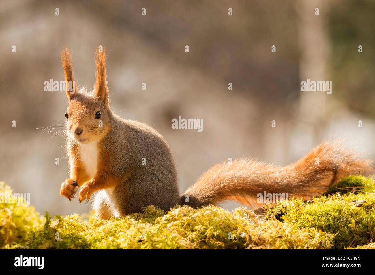 Squirrel looking at me hi-res stock photography and images - Alamy