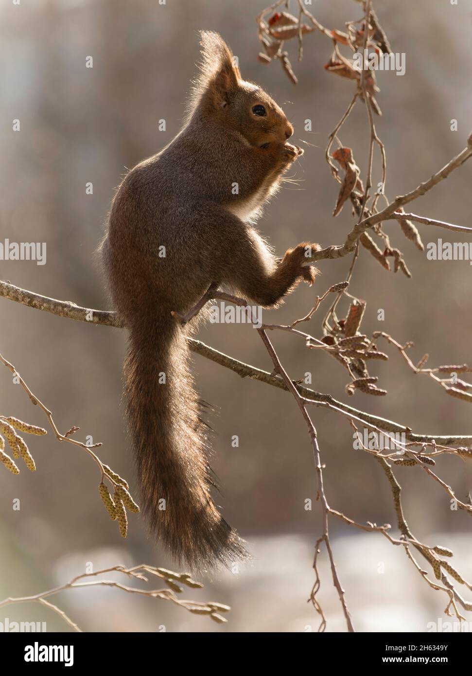 Backlight profile hi-res stock photography and images - Alamy