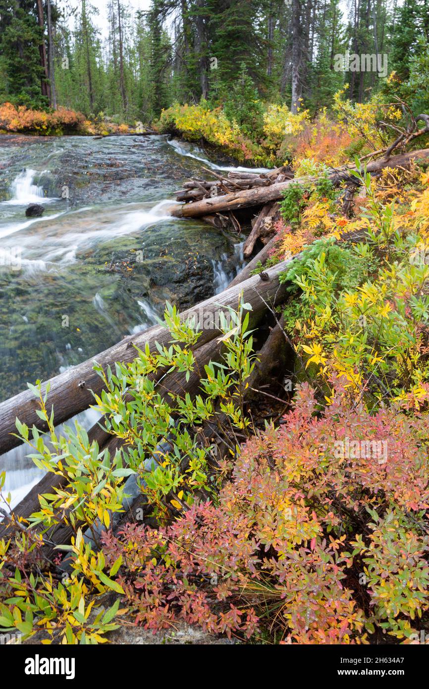 Fall leaves on ground and riparian vegetation hugging the sides of ...