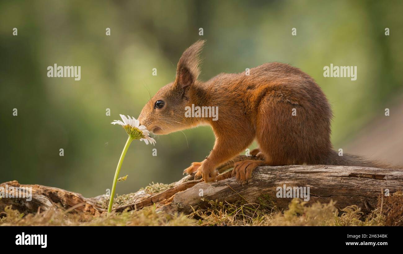 Squirrel is smelling the flower hi-res stock photography and images - Alamy