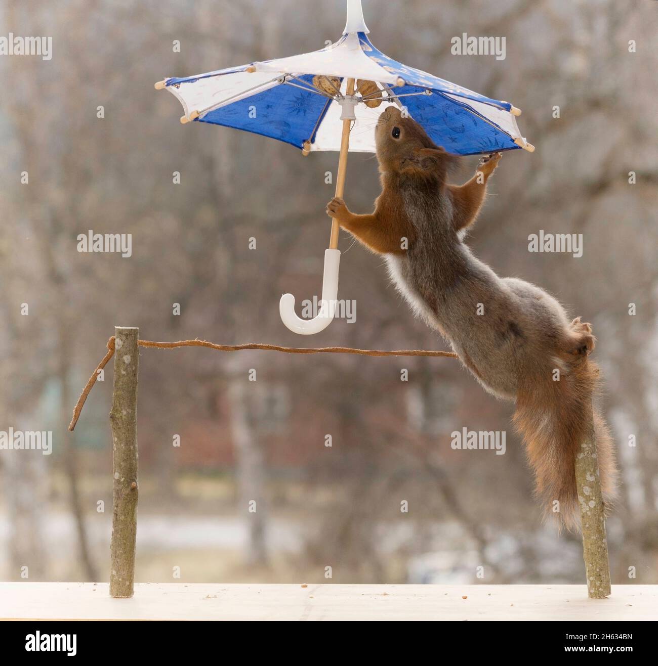Squirrel on wire hi-res stock photography and images - Alamy