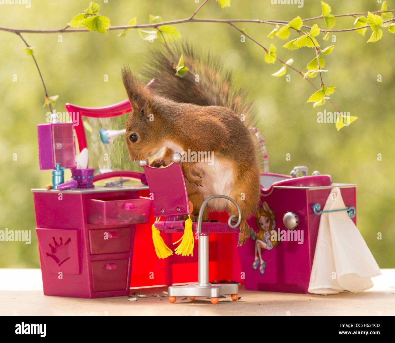 Red squirrel standing on chair hi-res stock photography and images - Alamy