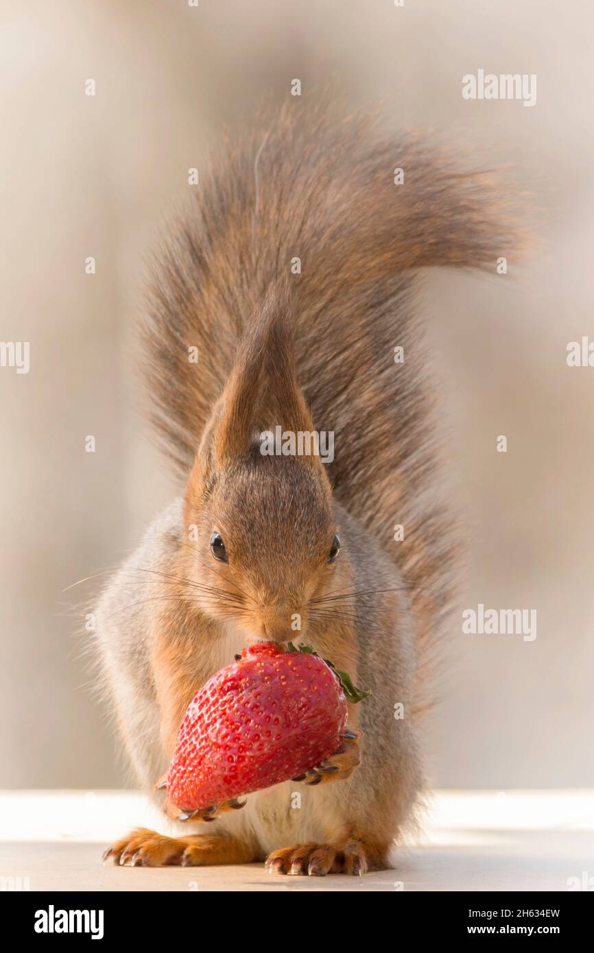 Fragaria vulgaris hi-res stock photography and images - Alamy