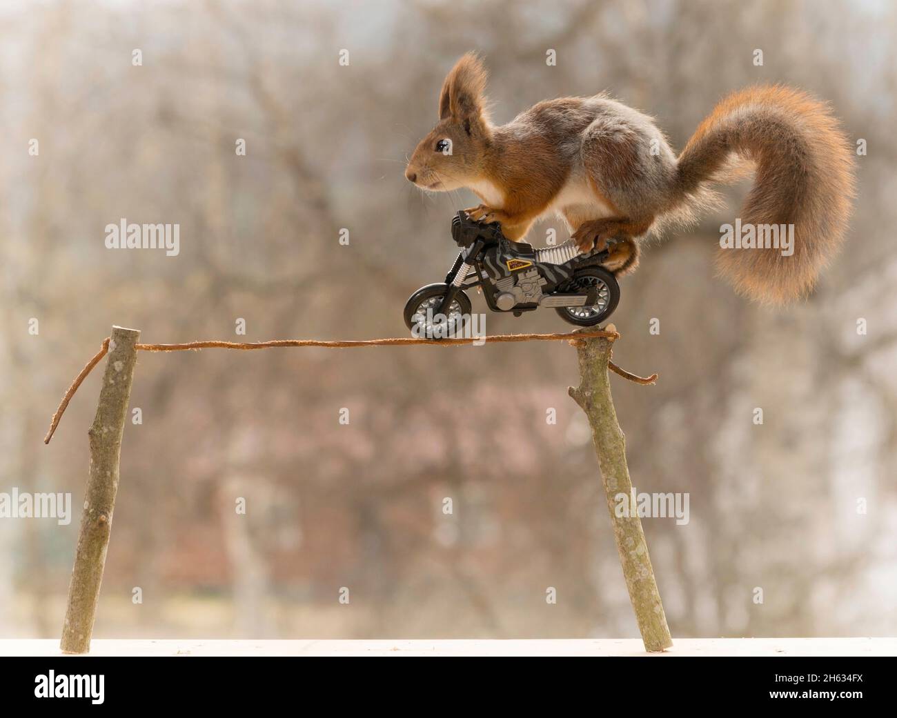 Squirrel on wire hi-res stock photography and images - Alamy