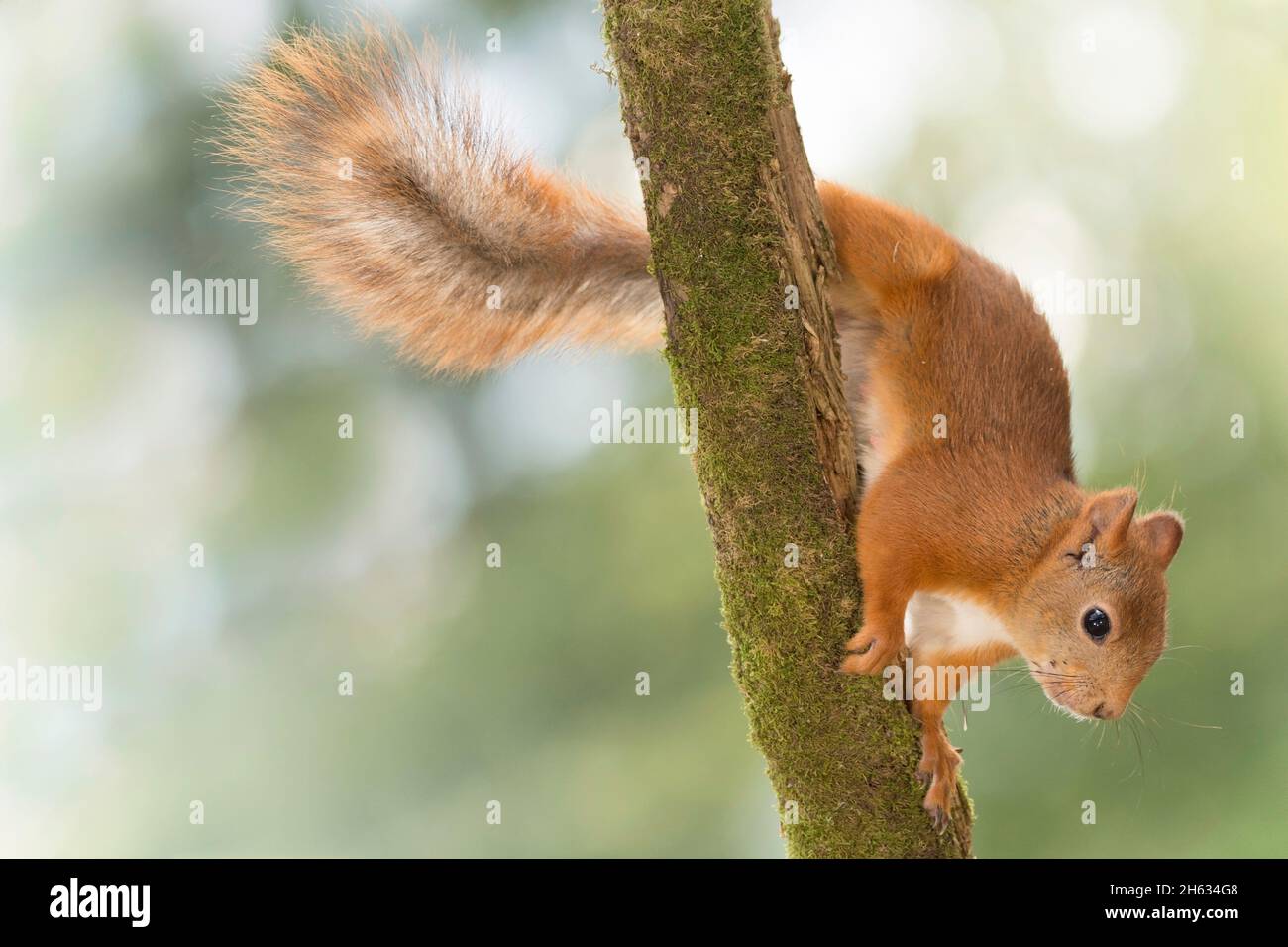 Upside down red squirrel hi-res stock photography and images - Alamy
