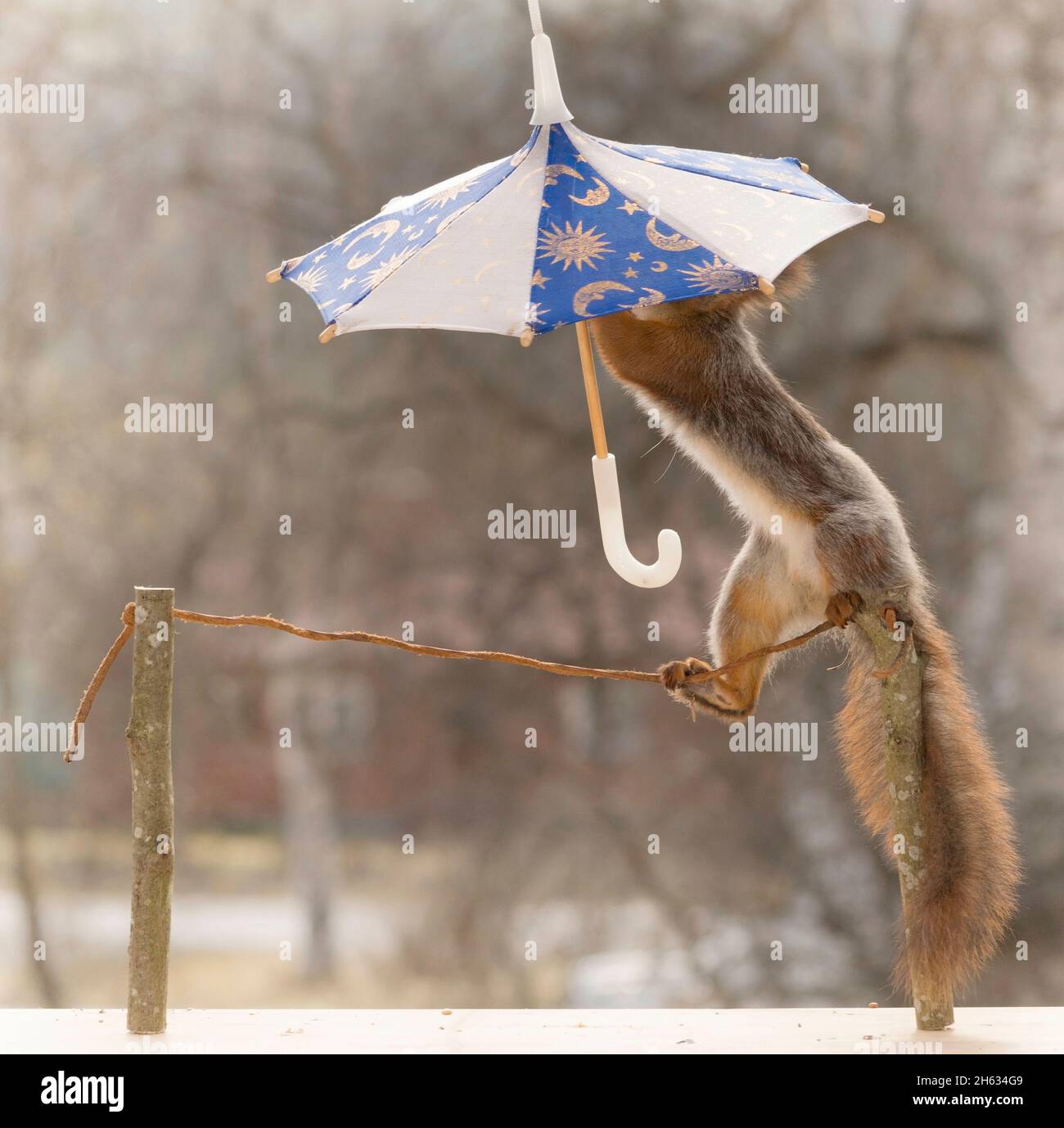 Squirrel on wire hi-res stock photography and images - Alamy