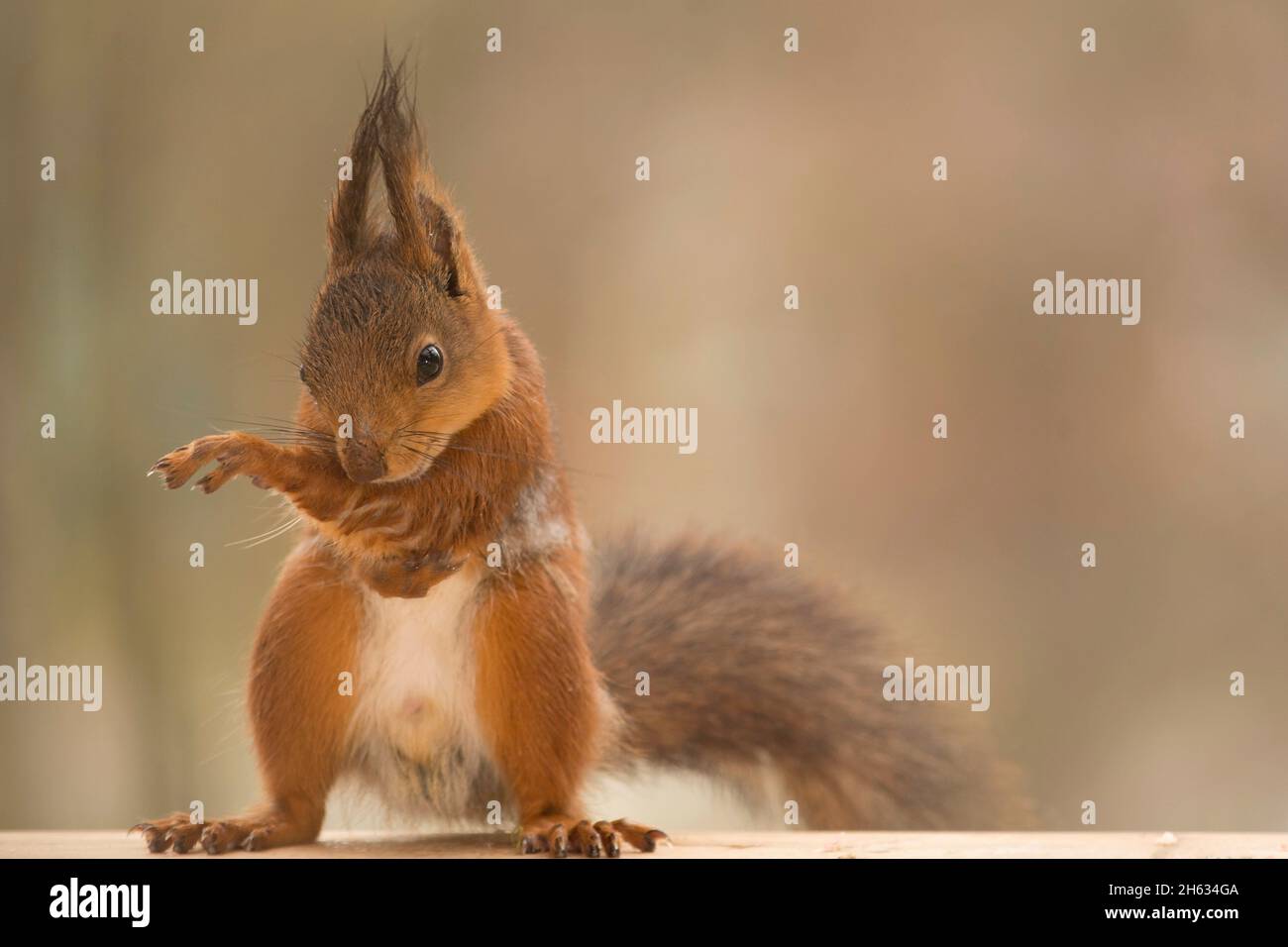 Shy squirrel hi-res stock photography and images - Alamy