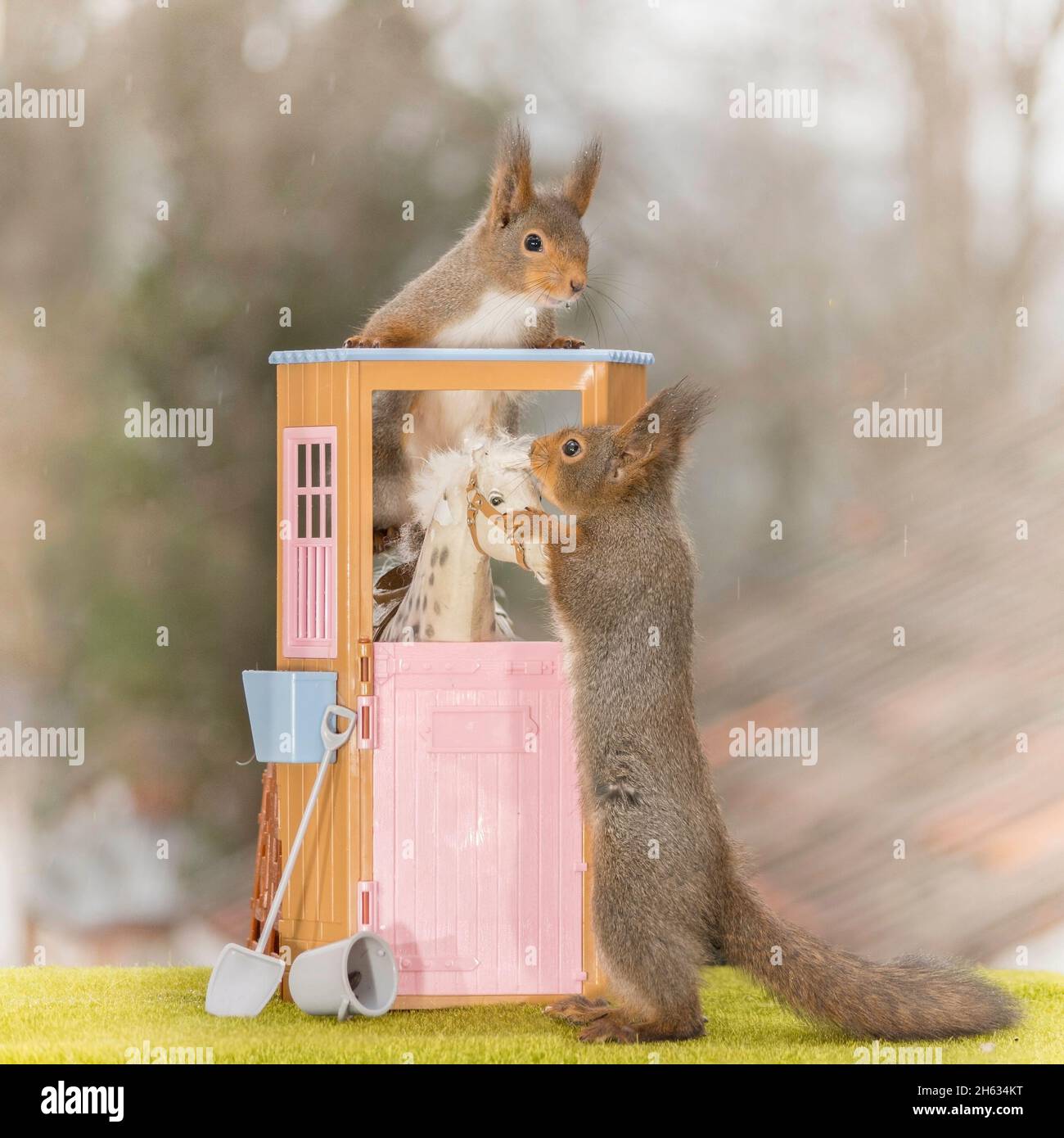 Red squirrels with a horse hi-res stock photography and images - Alamy