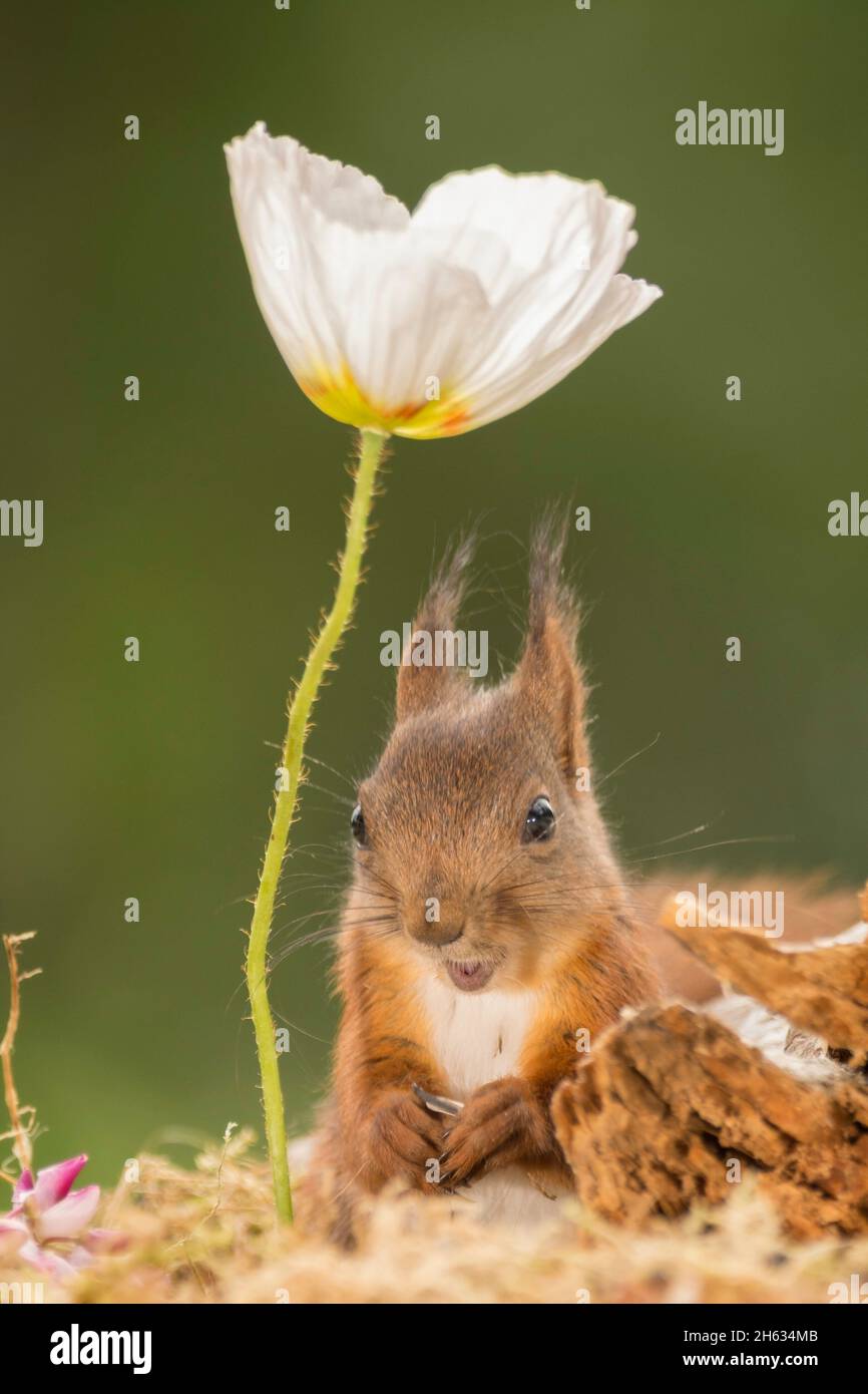 White poppy hi-res stock photography and images - Alamy