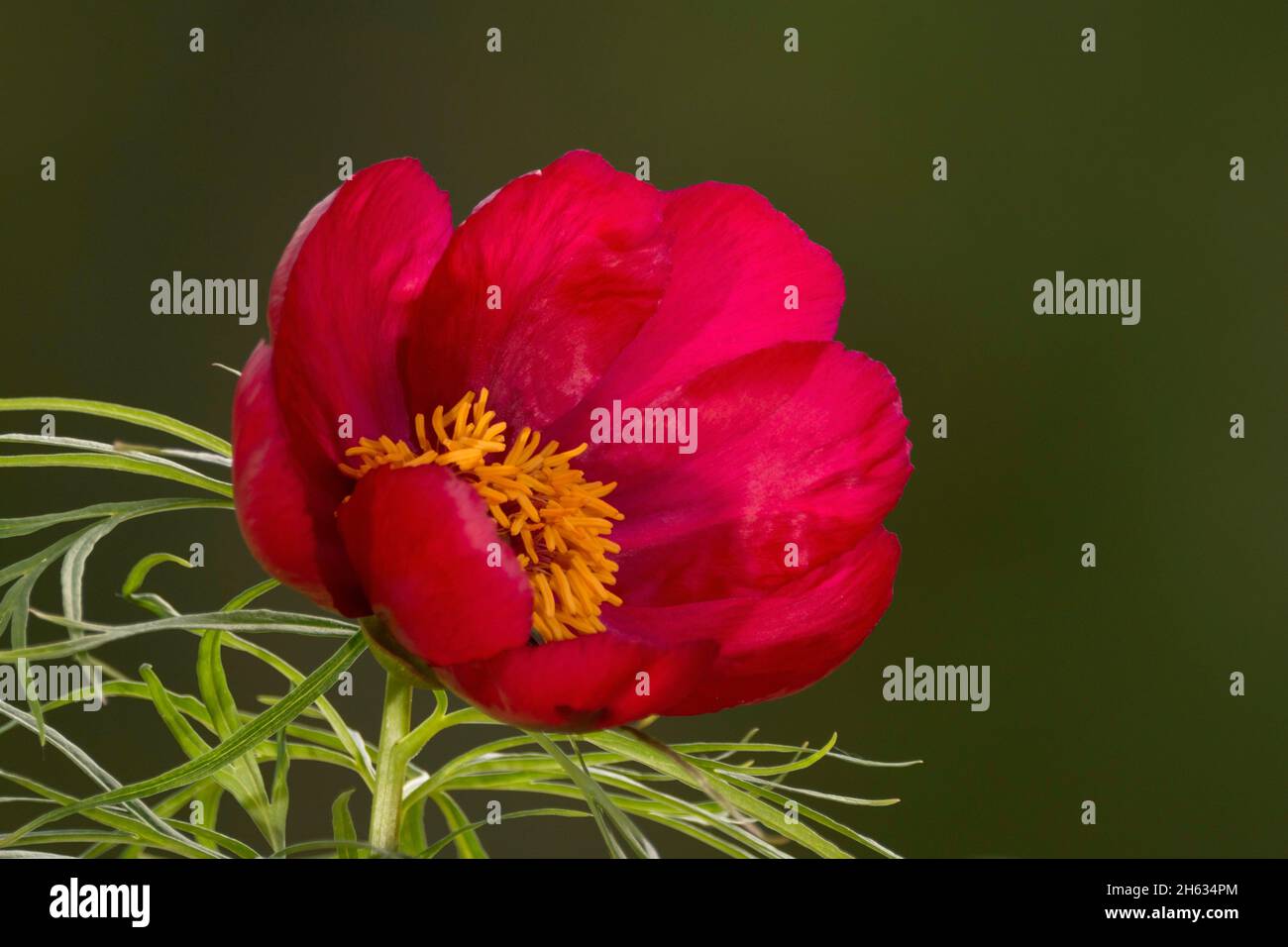 Red and yellow flower hi-res stock photography and images - Alamy