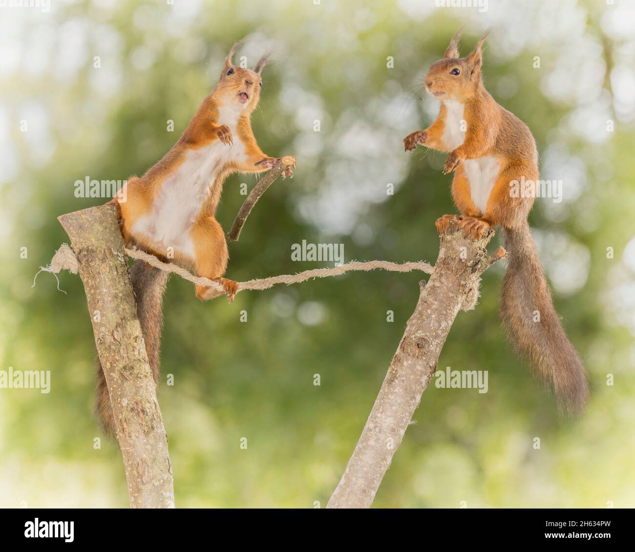 Red squirrels with an rope in an circus hi-res stock photography and ...