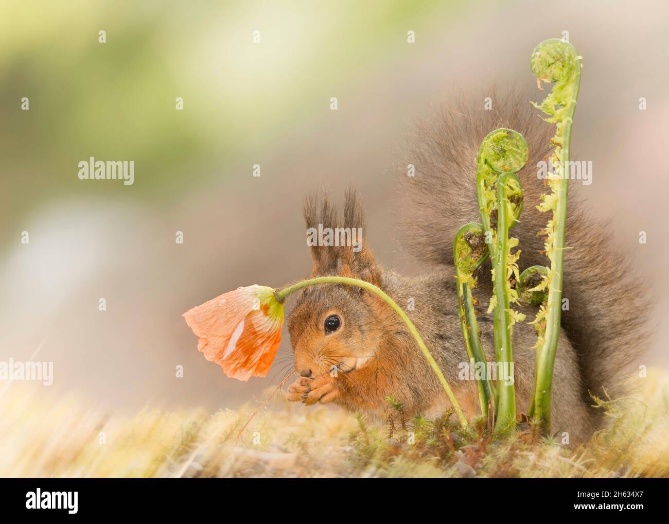 Looking up under ferns hi-res stock photography and images - Alamy