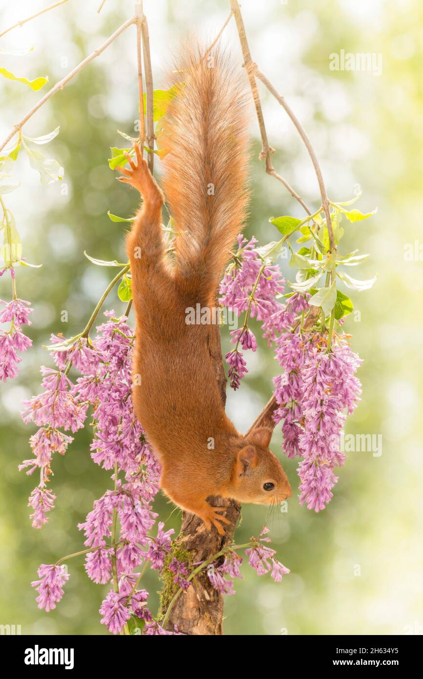Upside down red squirrel hi-res stock photography and images - Alamy