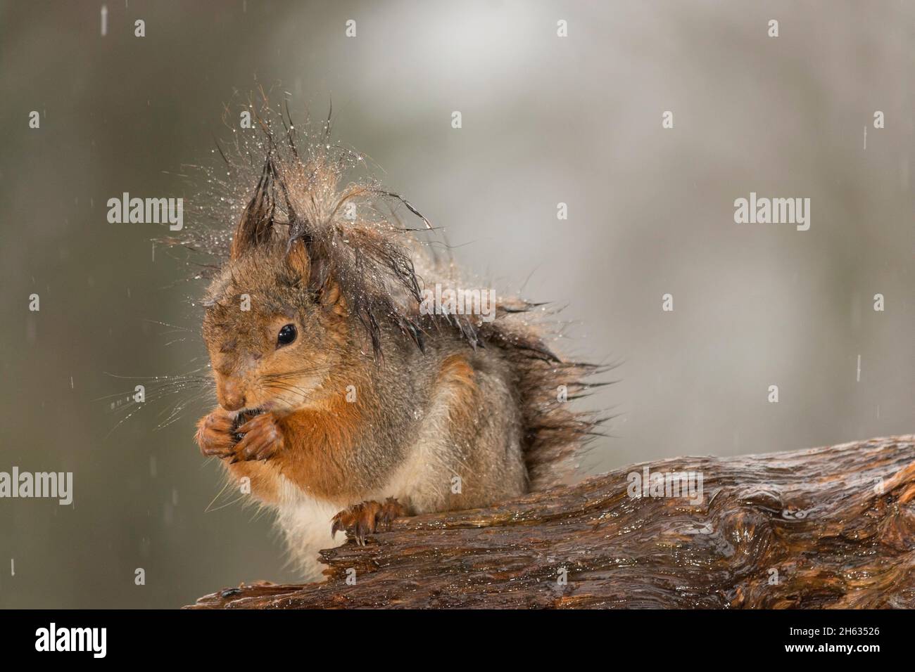 Animal wet in rain hi-res stock photography and images - Alamy