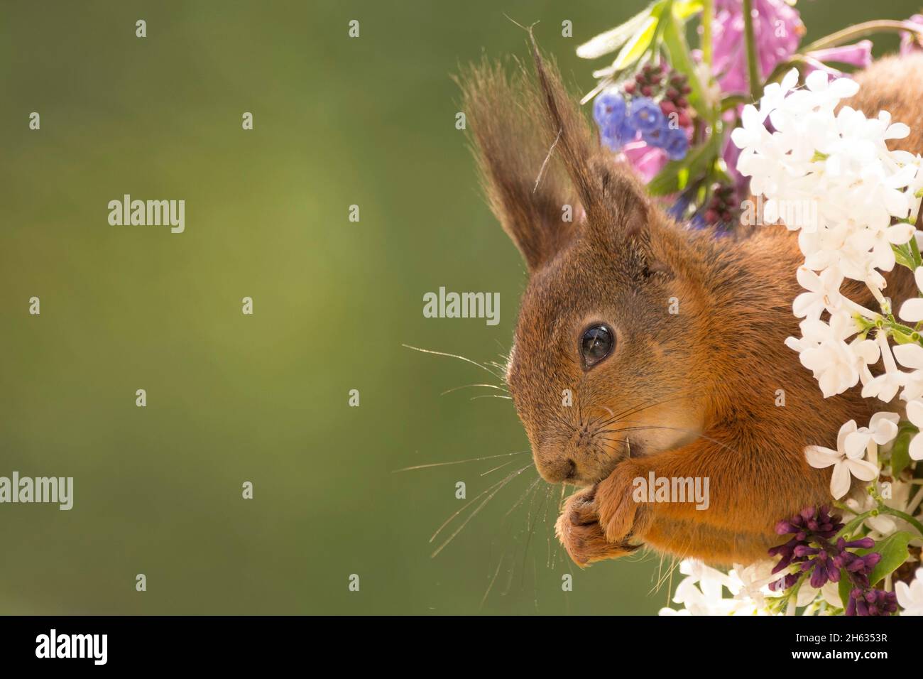 Siren head hi-res stock photography and images - Alamy