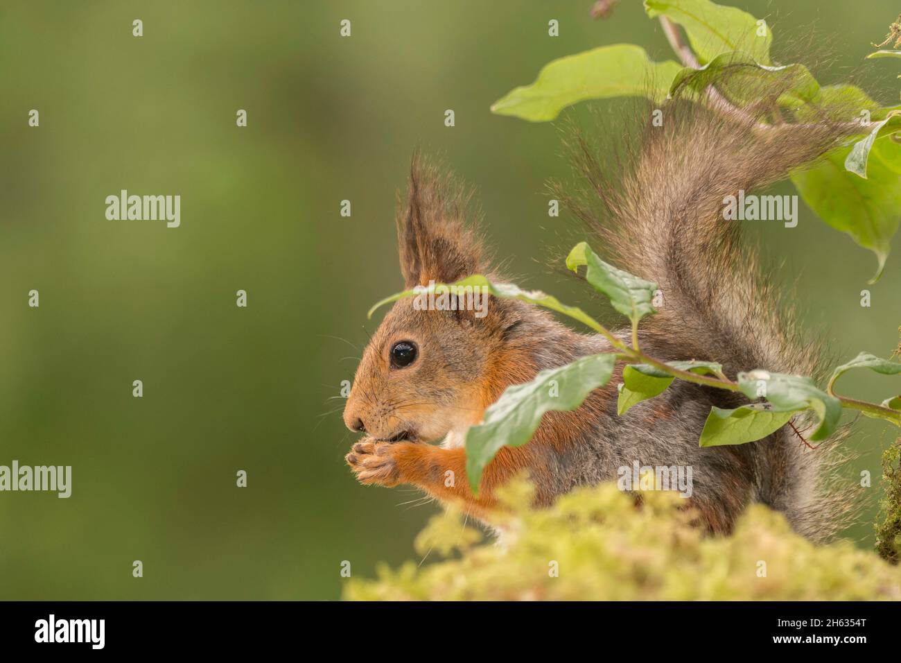 Red squirrel standing behind leaves hi-res stock photography and images ...