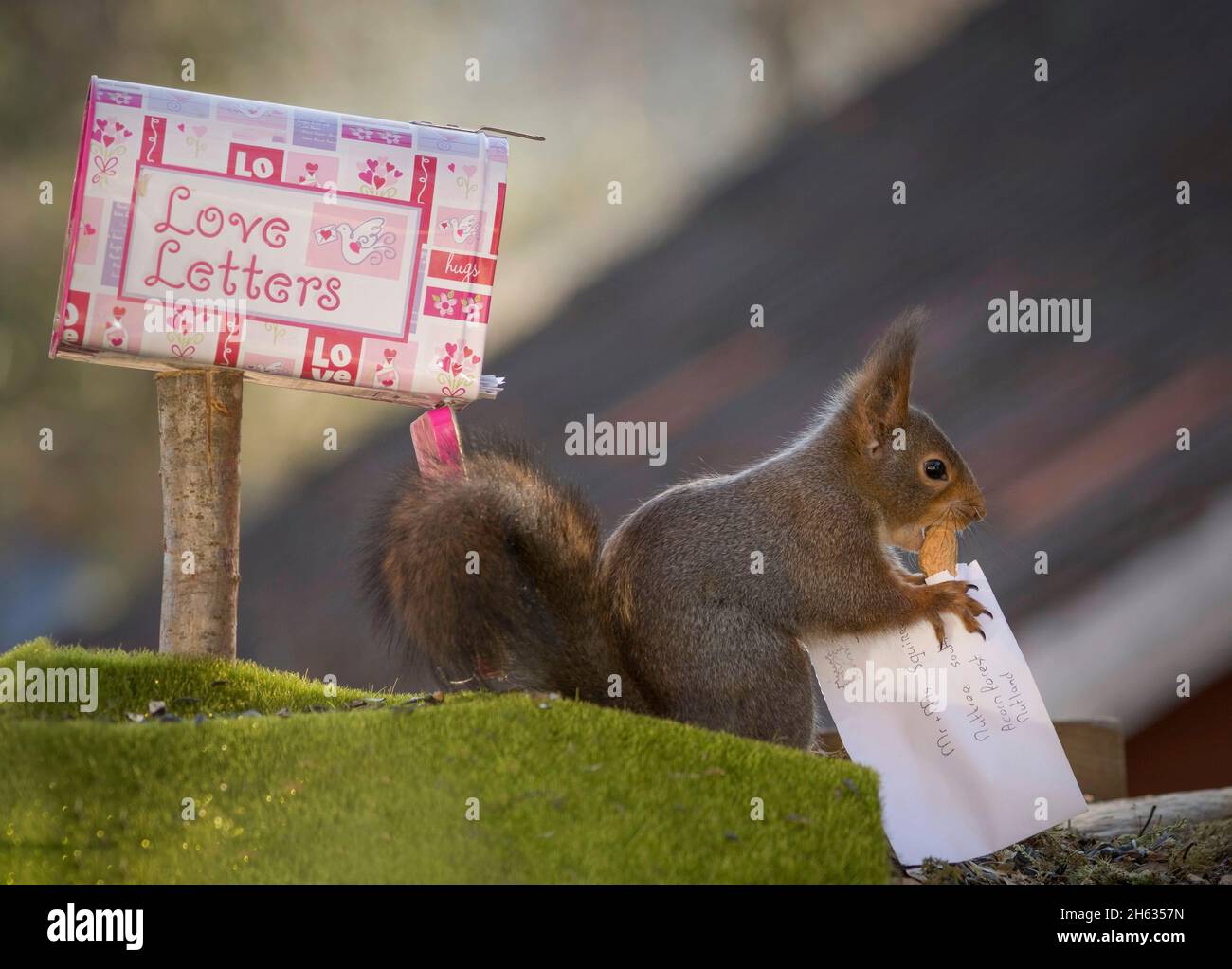 profile and close up of red squirrel standing with a mailbox and a ...