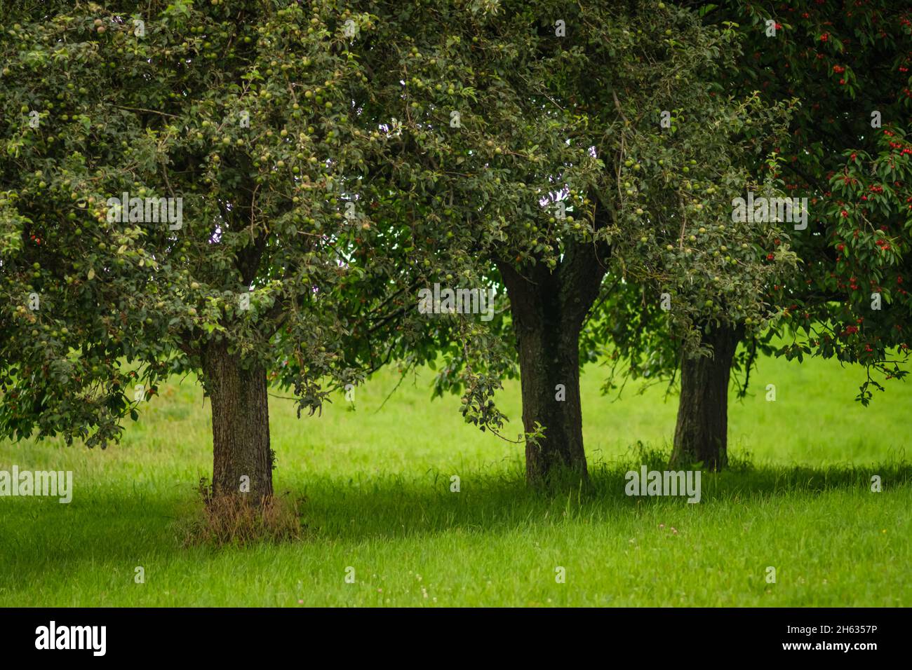 Beautiful shot of Three fruit trees on a green meadow Stock Photo - Alamy