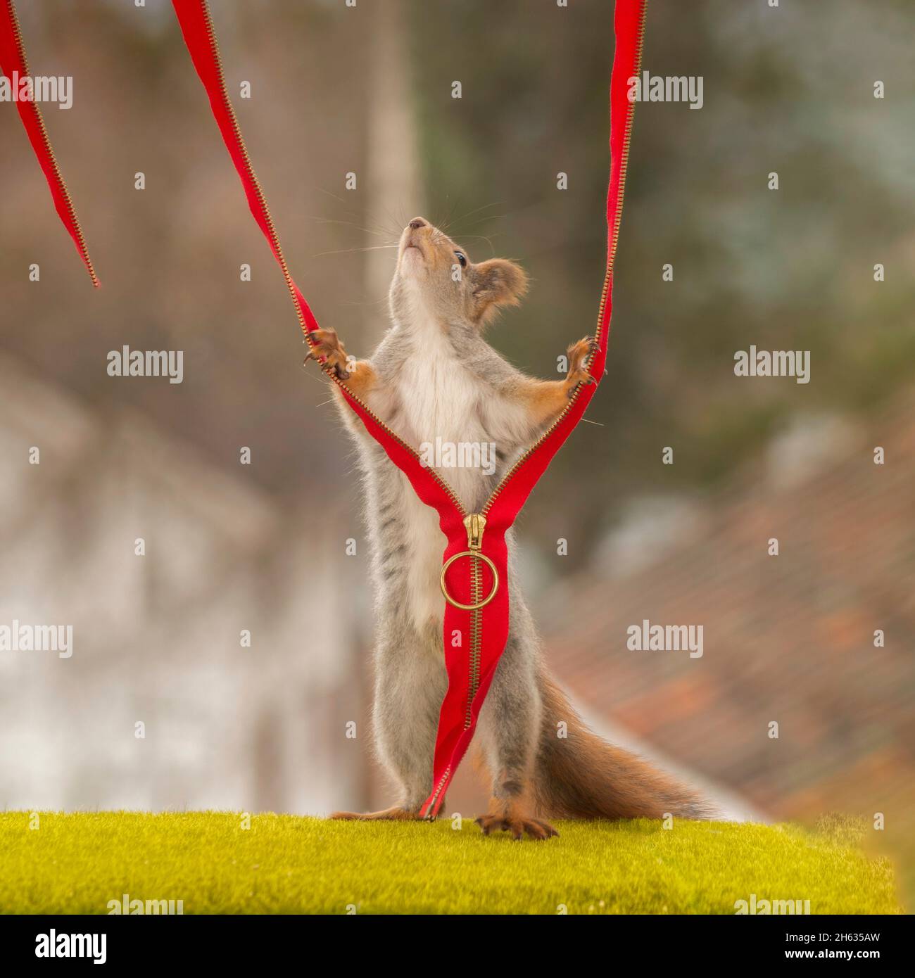 Red zipper hi-res stock photography and images - Alamy