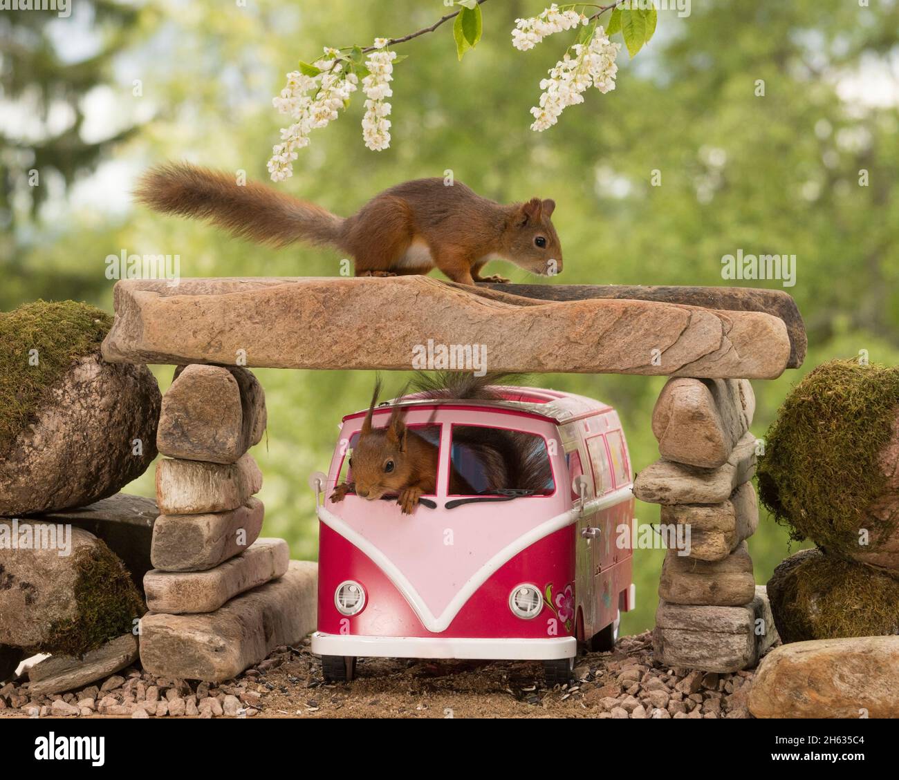 red squirrels sitting in a camping bus and another above Stock Photo ...