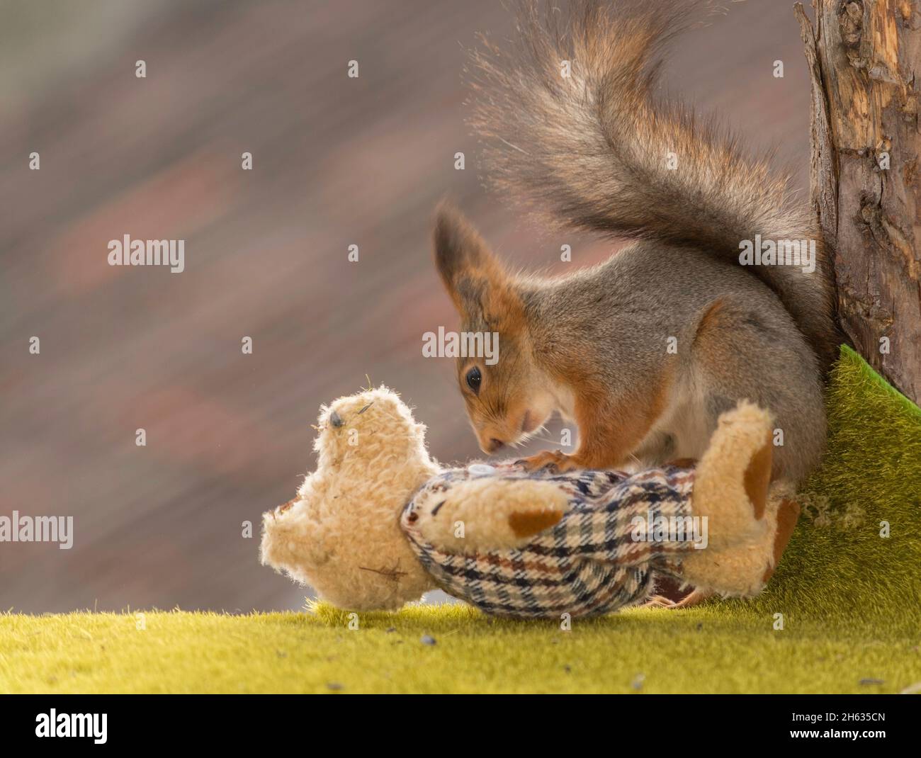 Back of a squirrel hi-res stock photography and images - Alamy