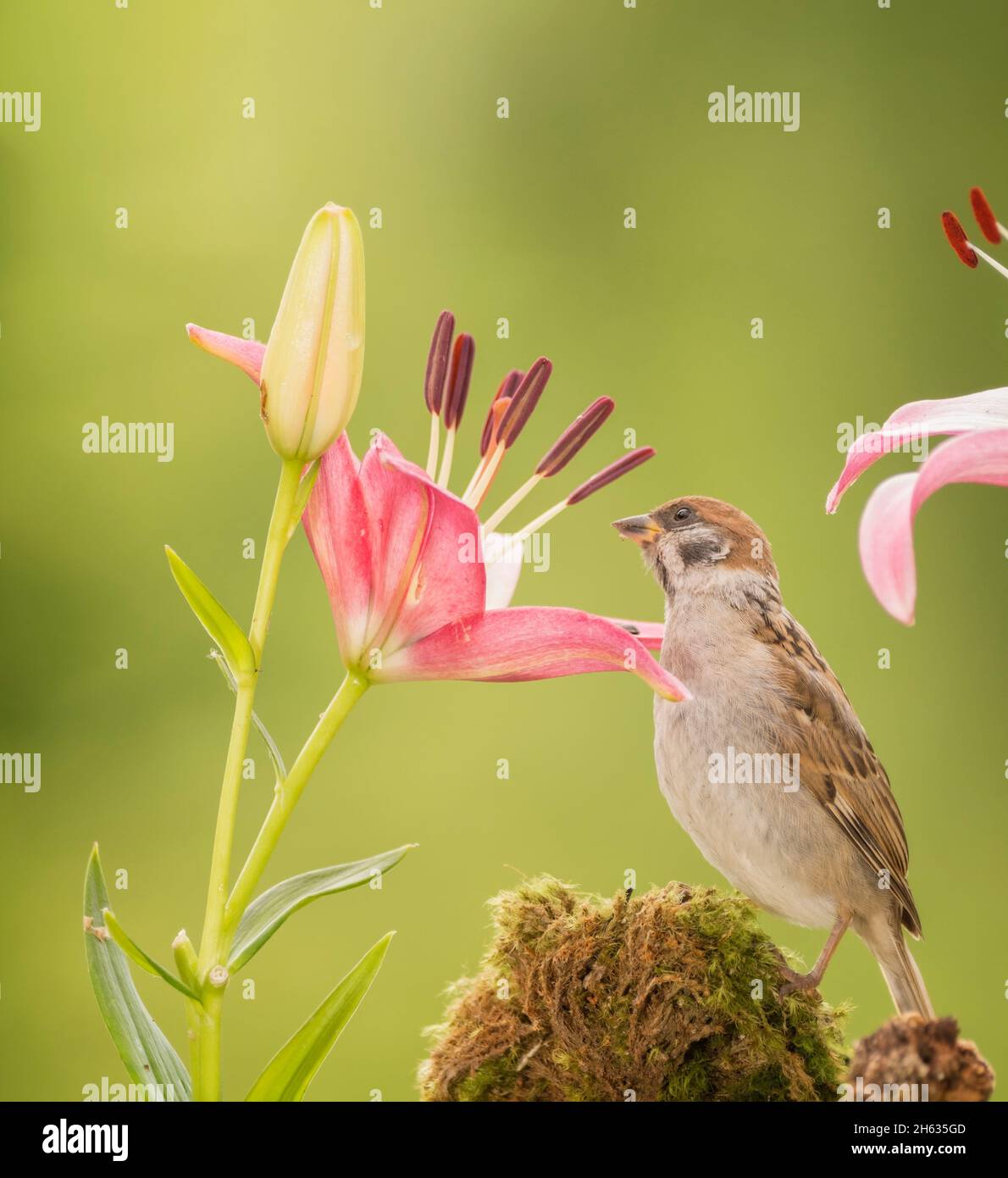 What is a sparrow hi-res stock photography and images - Alamy
