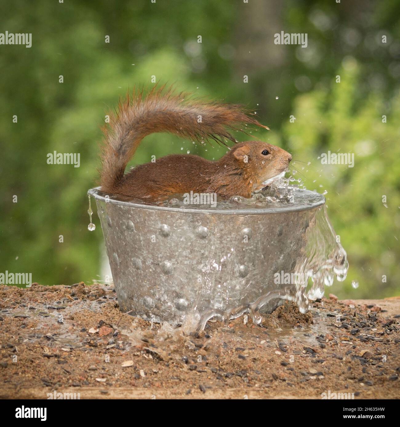 Animal taking bath hi-res stock photography and images - Alamy