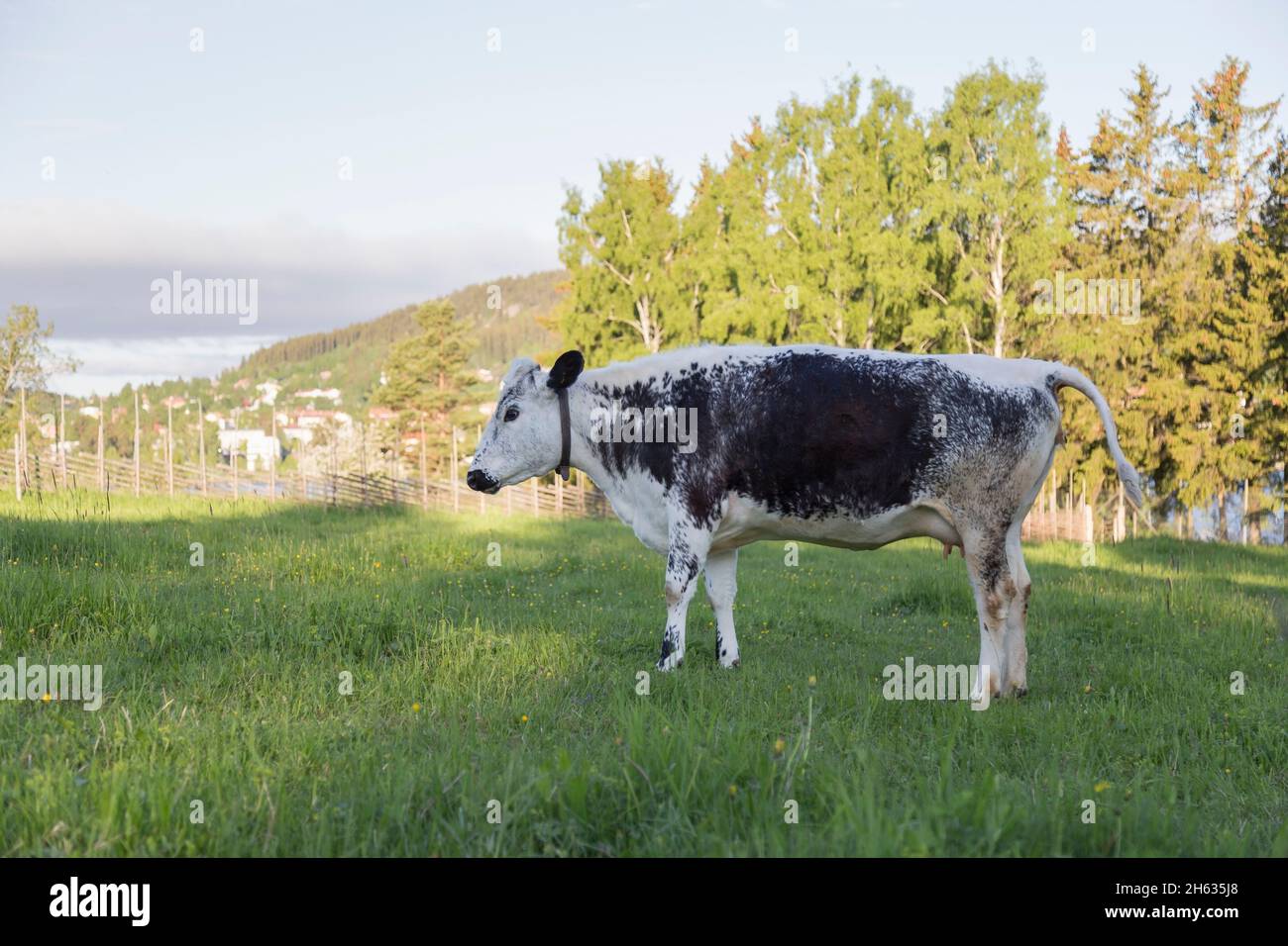 Swedish cattle hi-res stock photography and images - Alamy