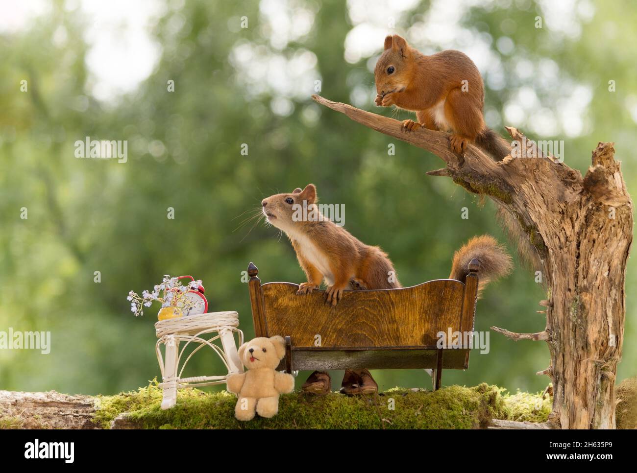 Tree bed hi-res stock photography and images - Alamy