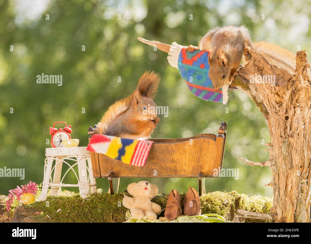 Squirrel sleeping hi-res stock photography and images - Alamy