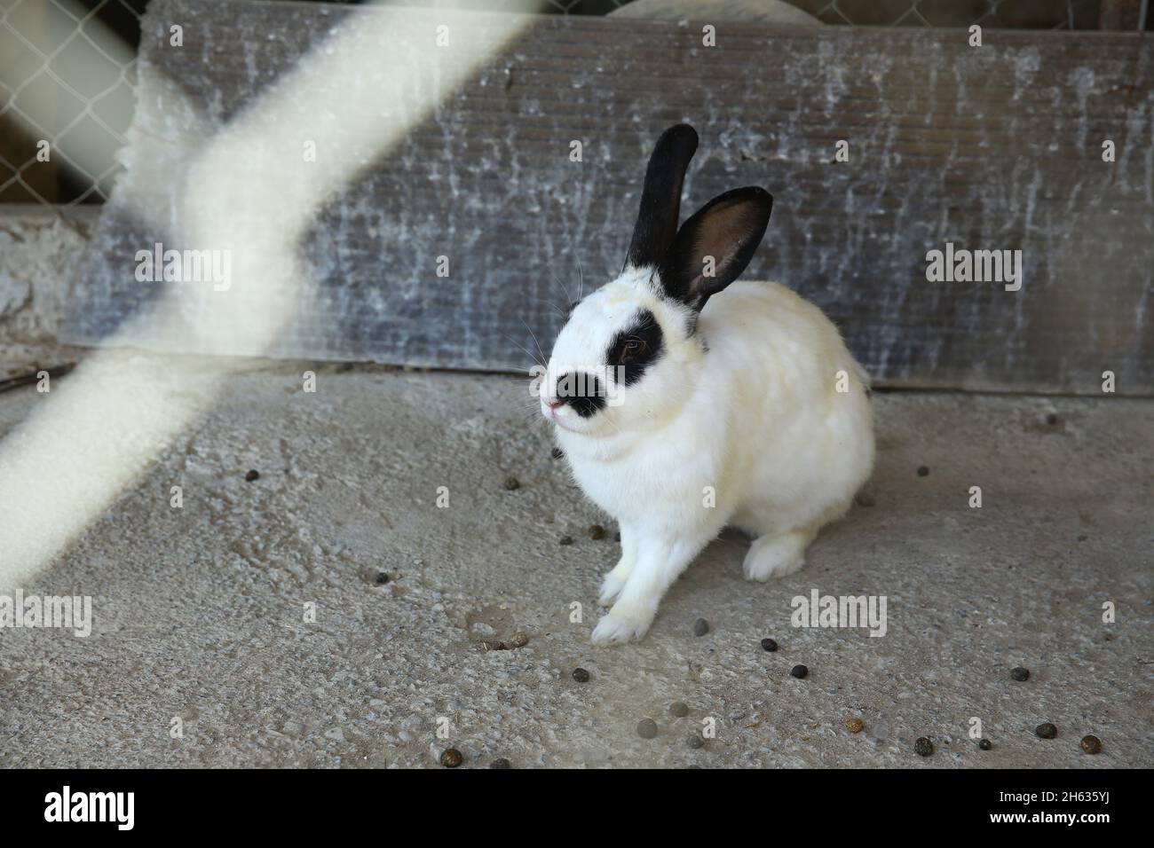 Little white rabbit is sitting . Rabbit with wire mesh . White Rabbit ...