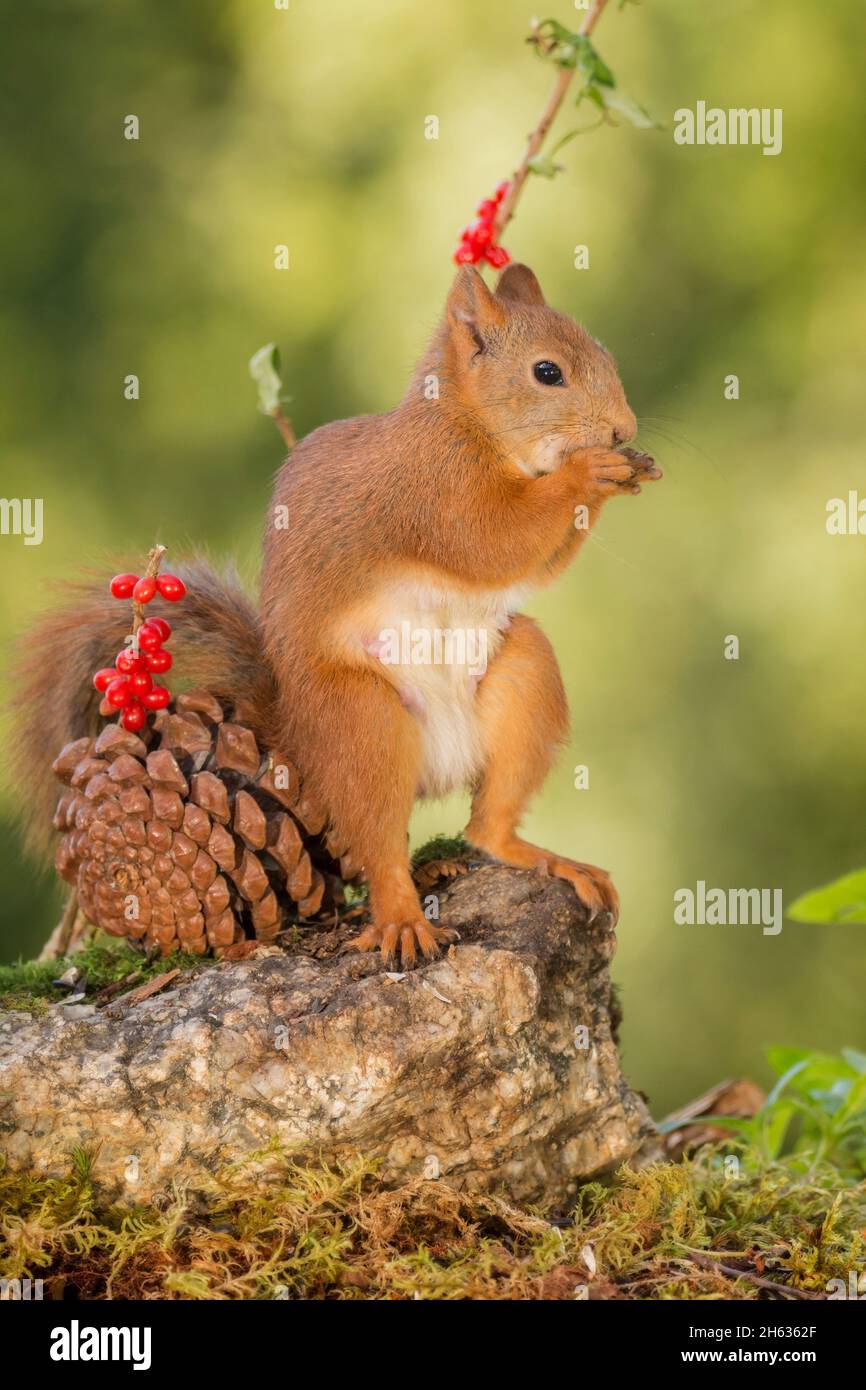 red squirrel standing with a pine cone Stock Photo - Alamy