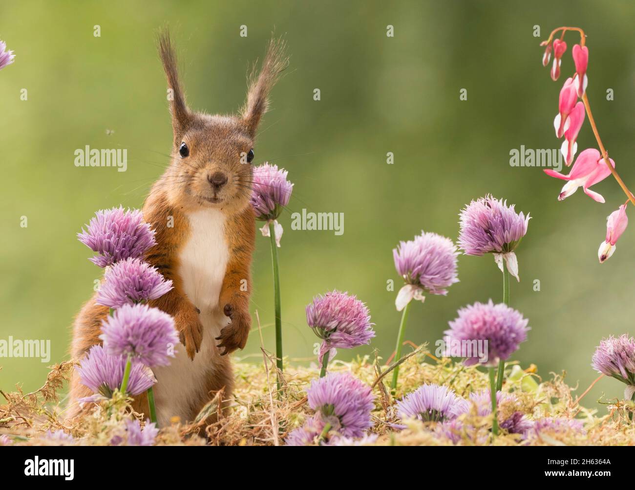 red squirrel standing with flowers in sunlight looking at the camera ...
