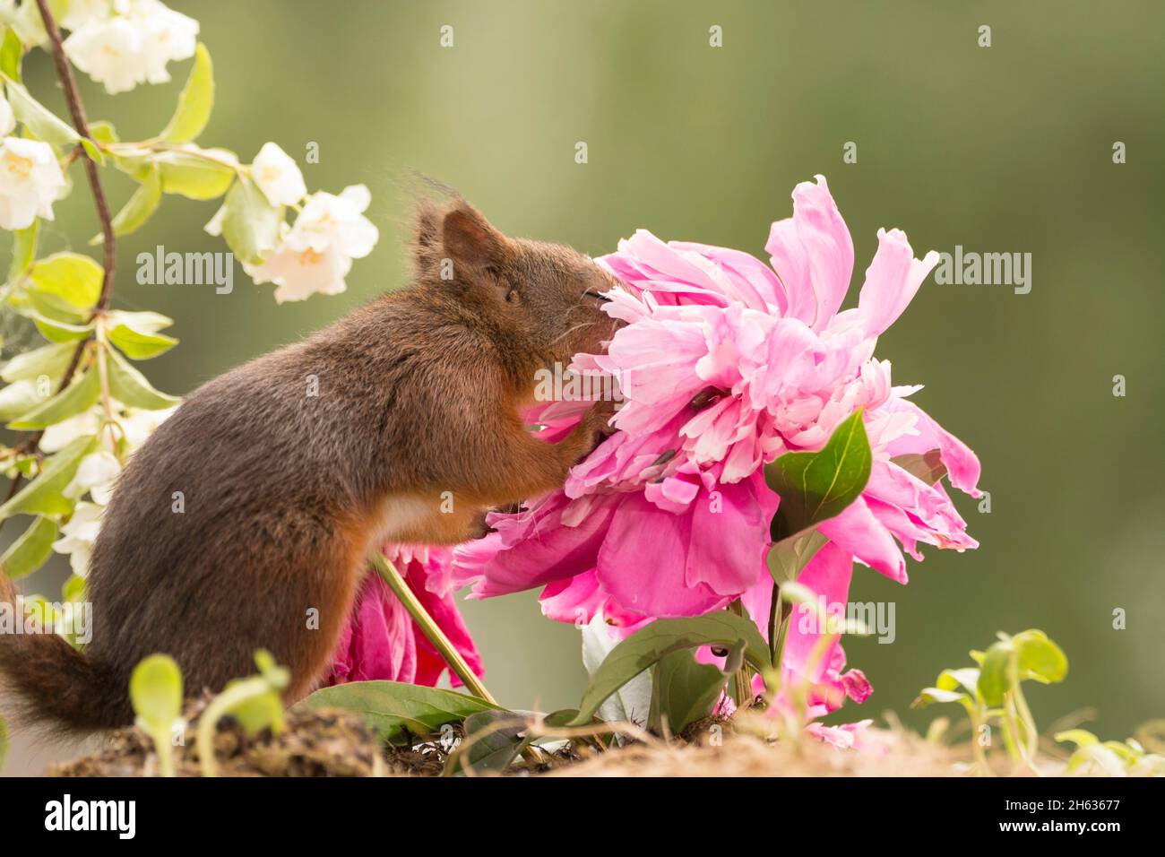 Flower with sunlight hi-res stock photography and images - Alamy