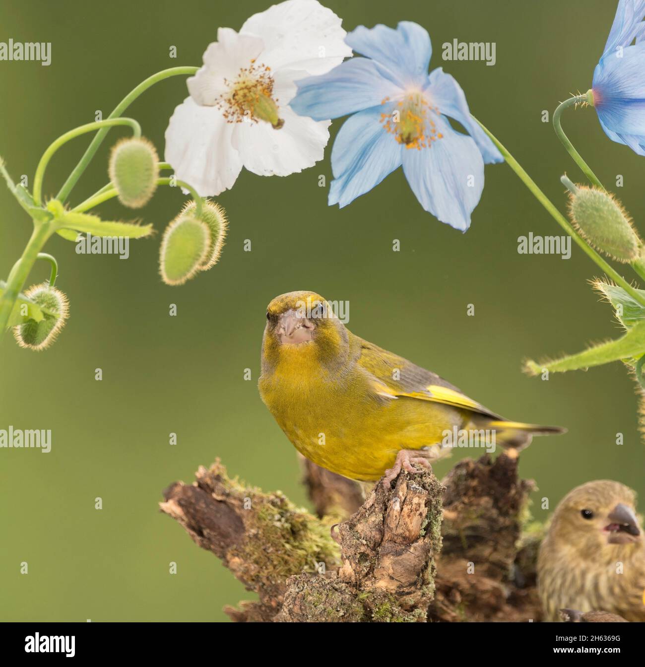Blue finch hi-res stock photography and images - Alamy