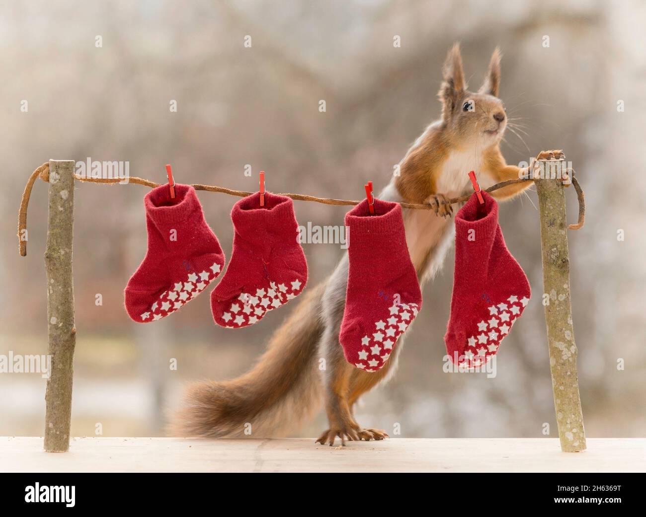 red squirrel standing with a laundry line with stockings Stock Photo ...