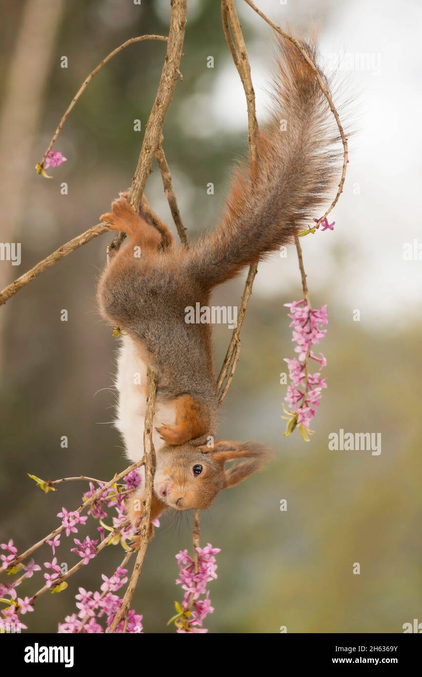 Red flowers hanging down hi-res stock photography and images - Alamy