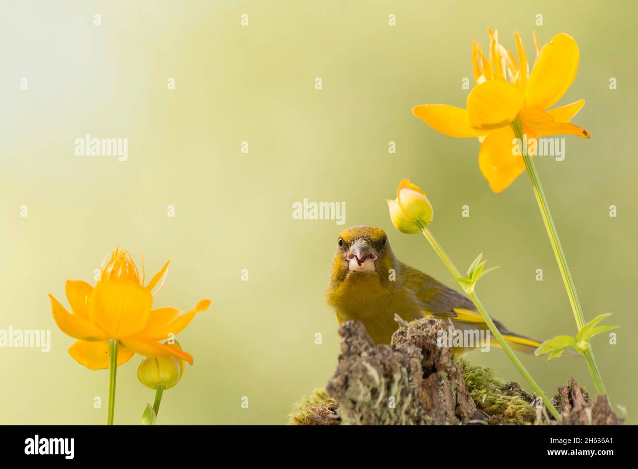 Finch yellow hi-res stock photography and images - Alamy