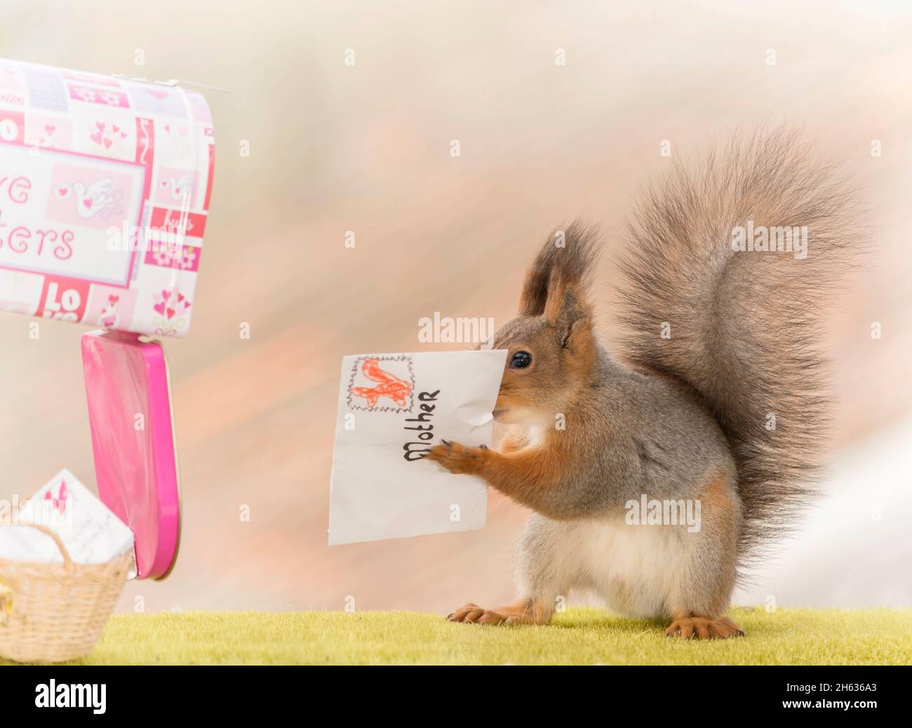 Word red squirrel hi-res stock photography and images - Alamy