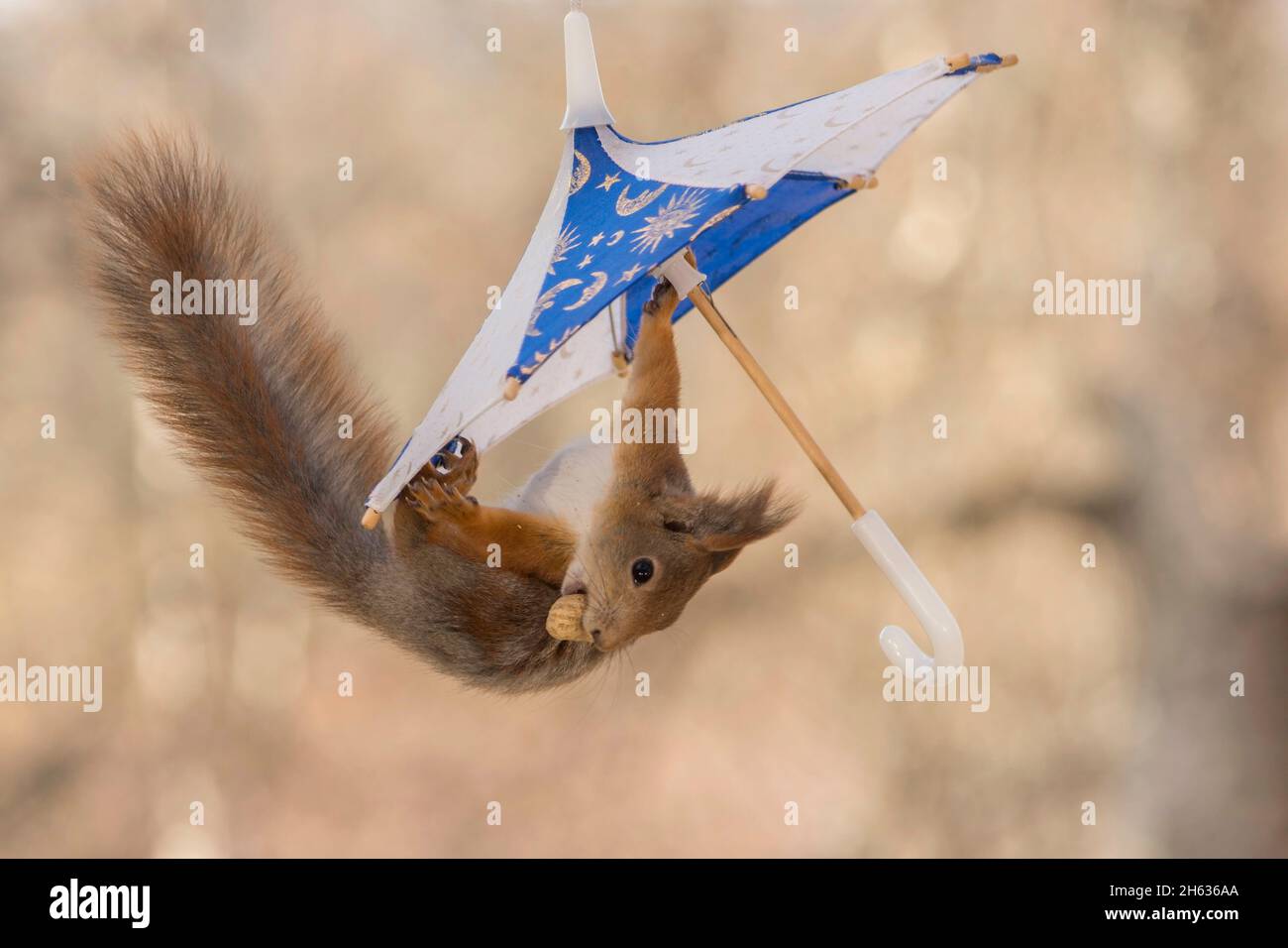 red squirrel hanging in the air holding a umbrella Stock Photo - Alamy