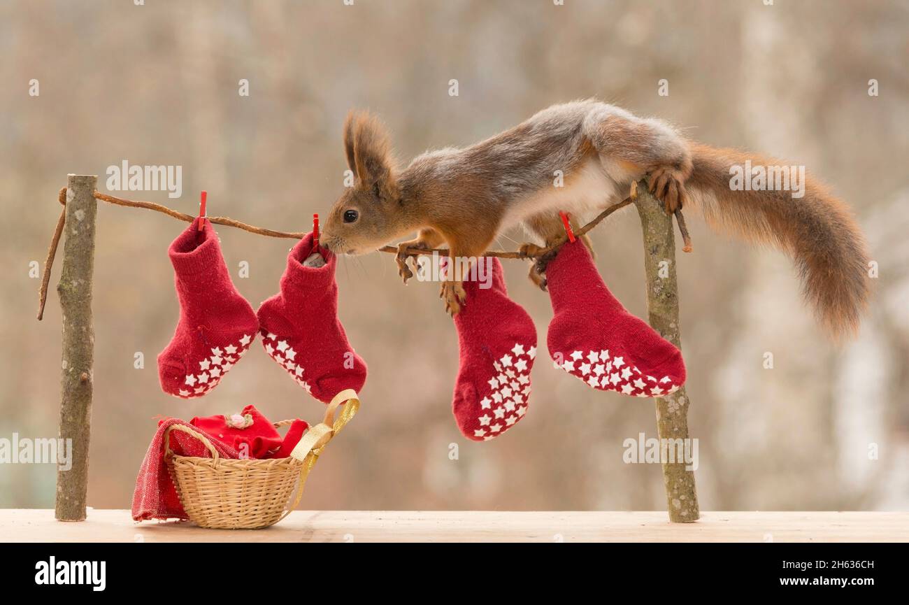 Squirrel washing line hi-res stock photography and images - Alamy