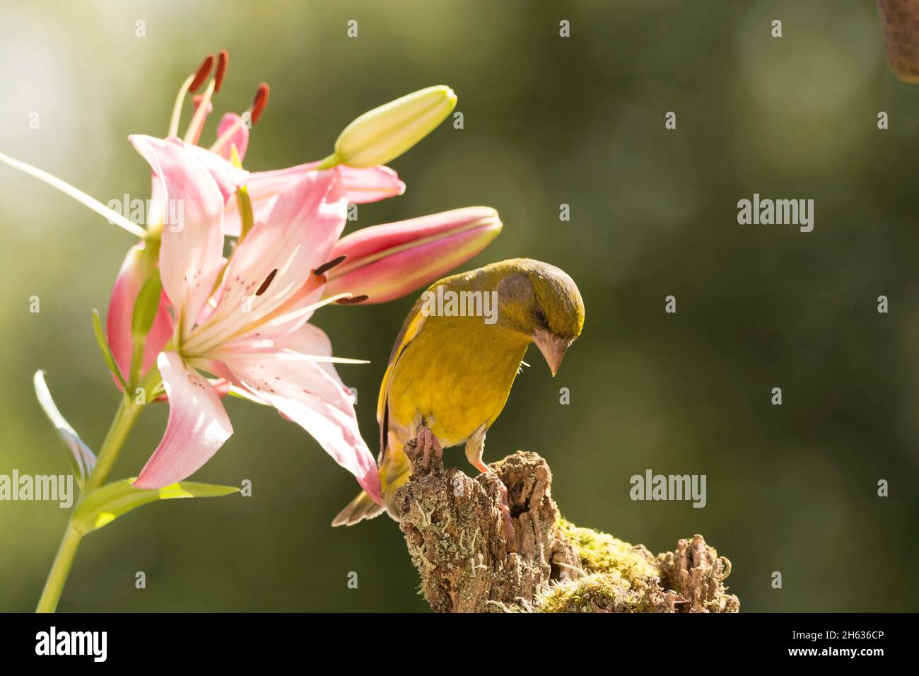 Lily tree hi-res stock photography and images - Alamy