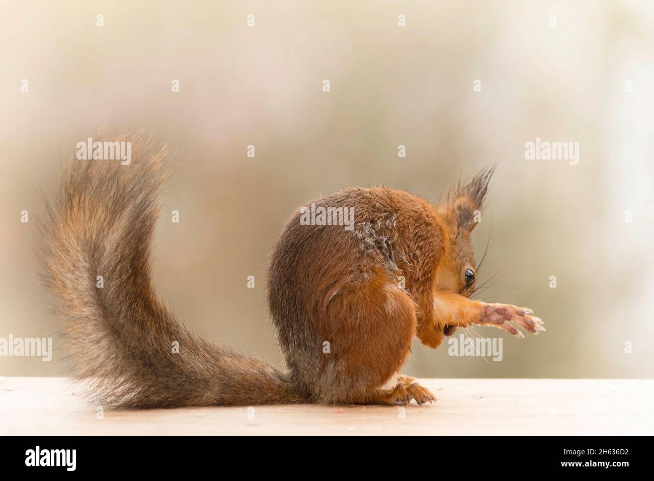 Shy squirrel hi-res stock photography and images - Alamy