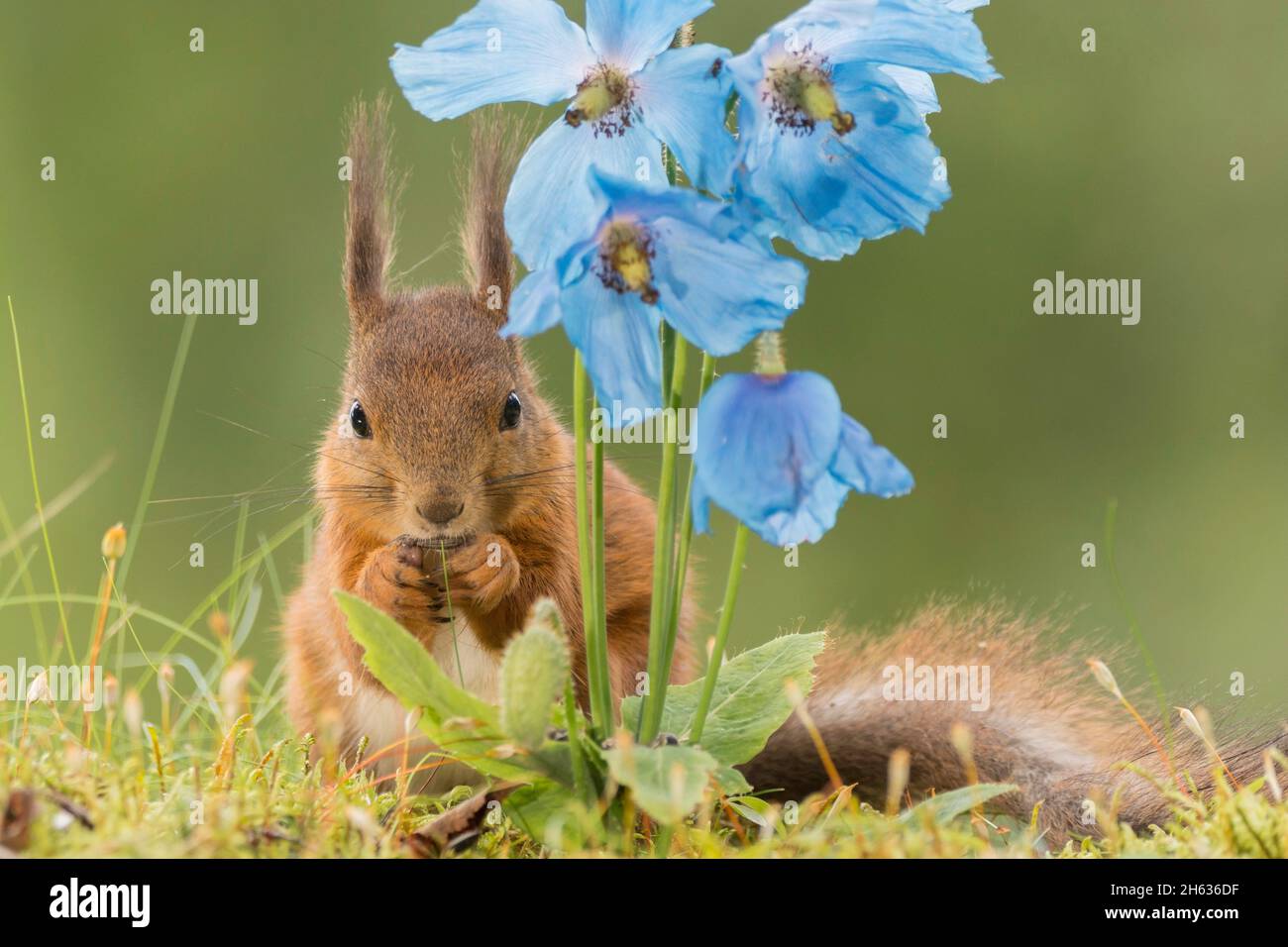 Squirrel with blue papaver flowers hi-res stock photography and images ...