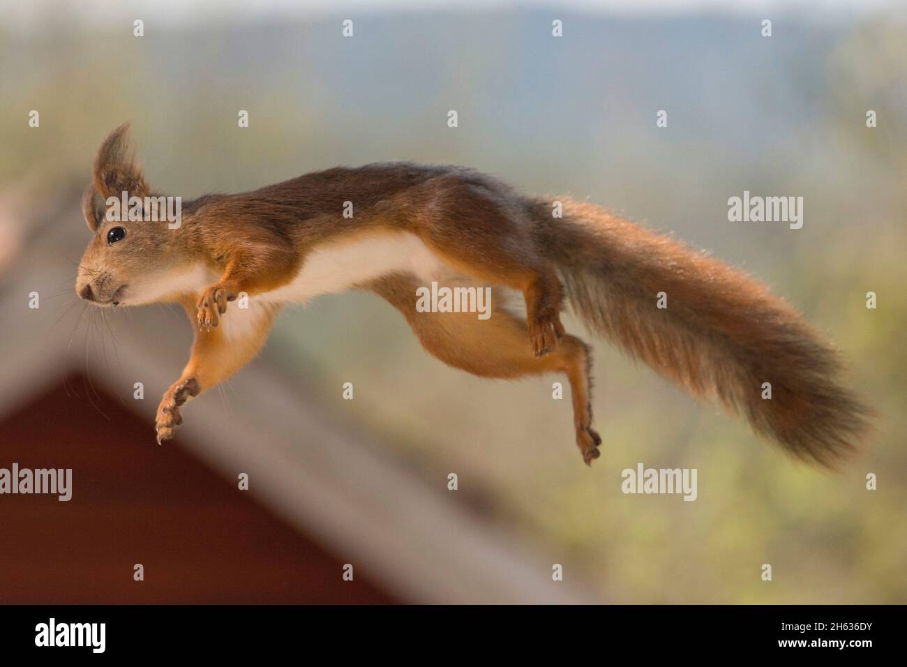 Flying rodent hi-res stock photography and images - Alamy