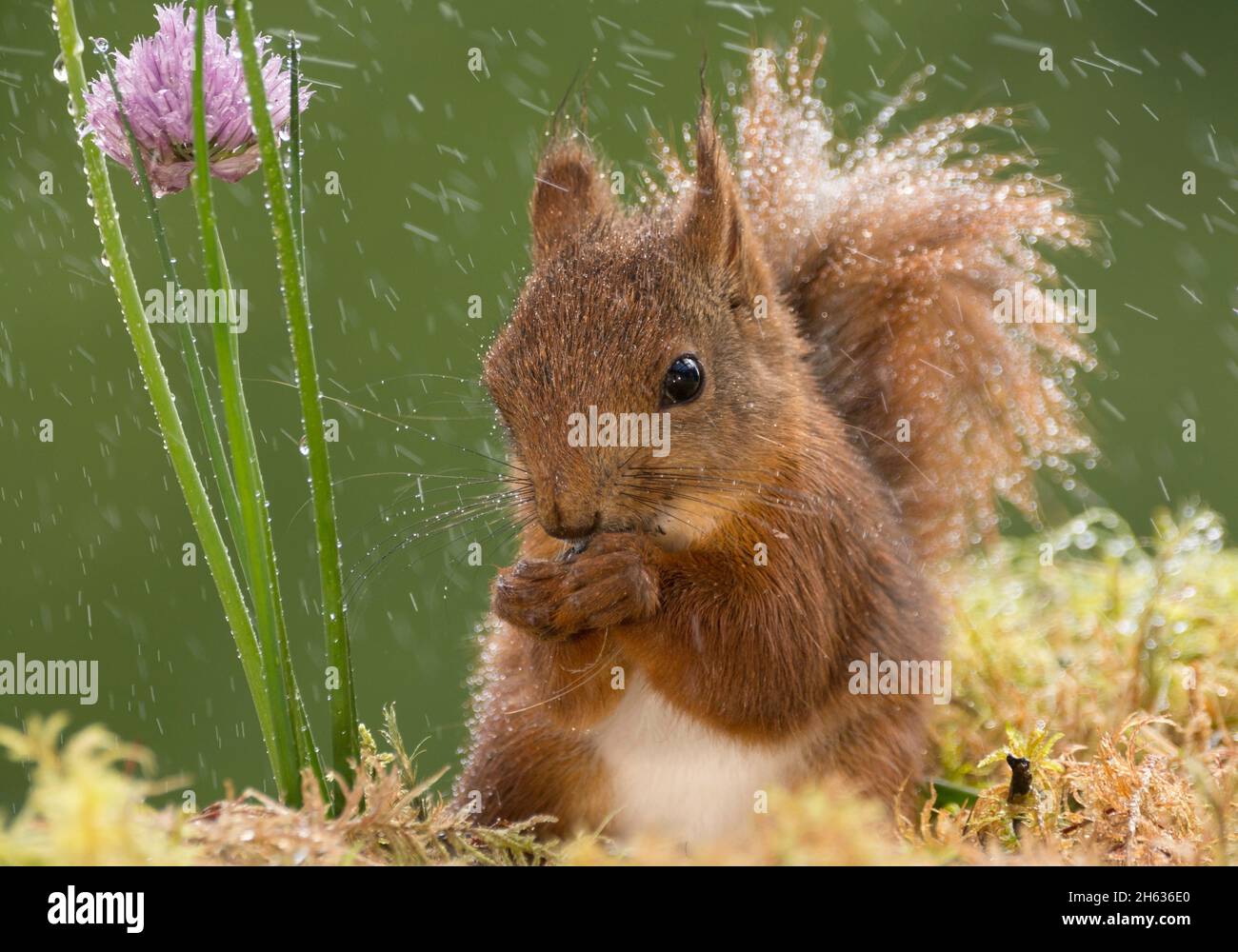 red squirrel standing with flowers in the rain Stock Photo - Alamy